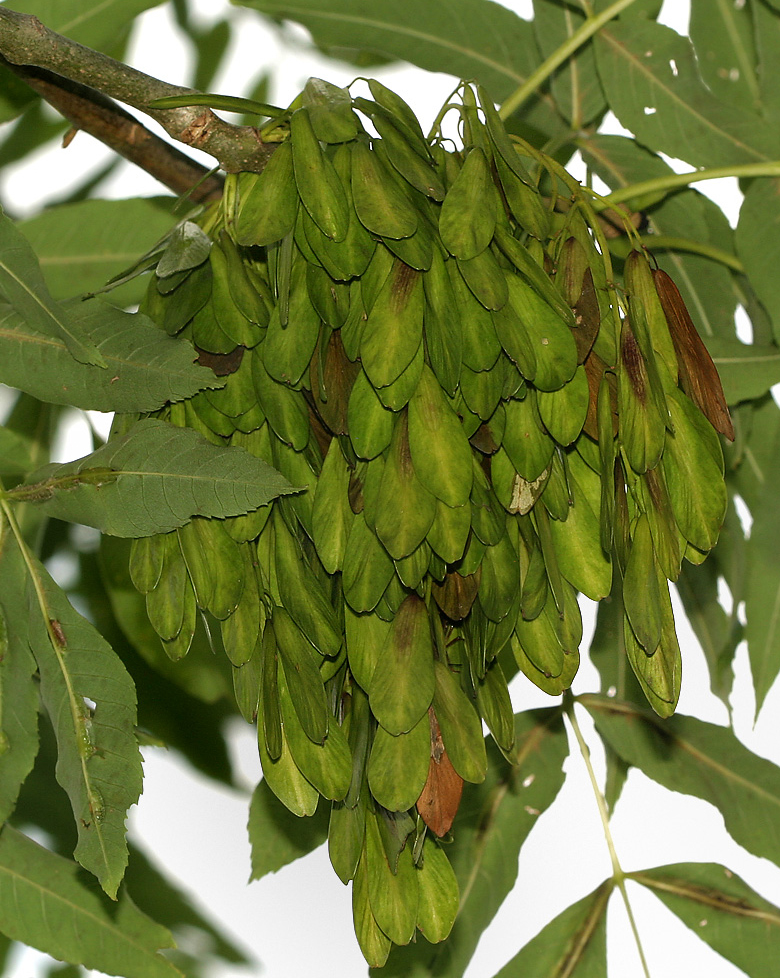 Eschen-Ahorn - Neobiota - Land Steiermark